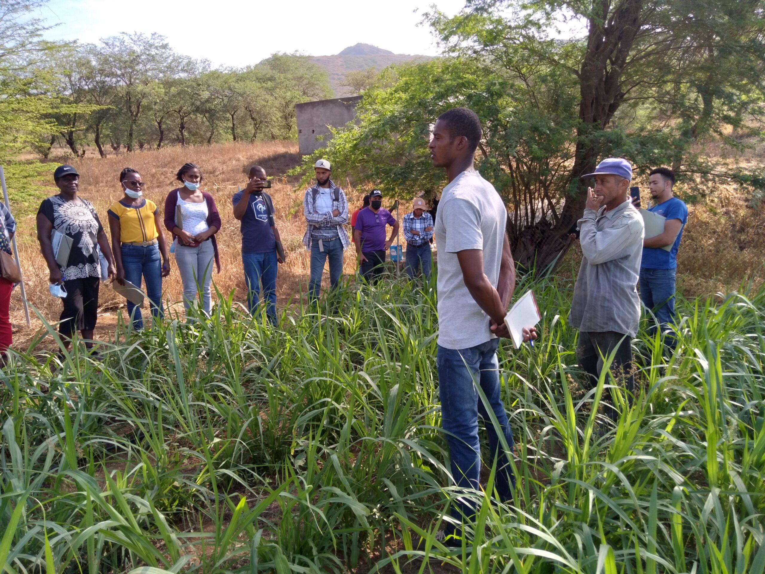 Sustainable Grazing: Conservation for Plants and People in Brava – Biflores